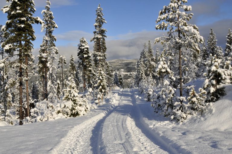 Vinterbilder | Kjersti Rylandsholm